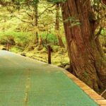 Ketchikan Shore Excursion: Silverking Lodge Adventure & Seafeast - The Rainforest Walk and the Silverking Lodge