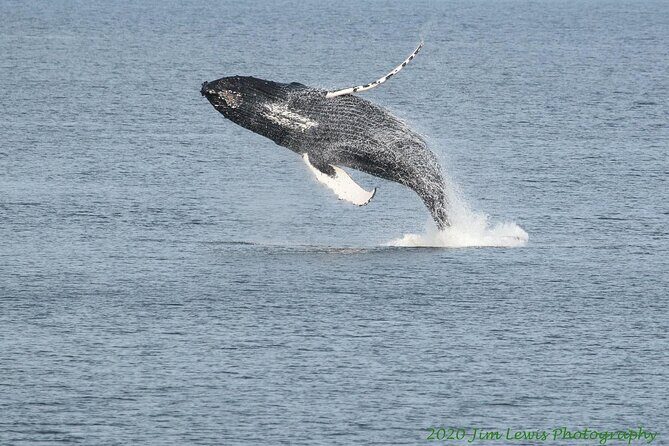 Ketchikan Whale Watching and Nature Tour - Price and Value Analysis