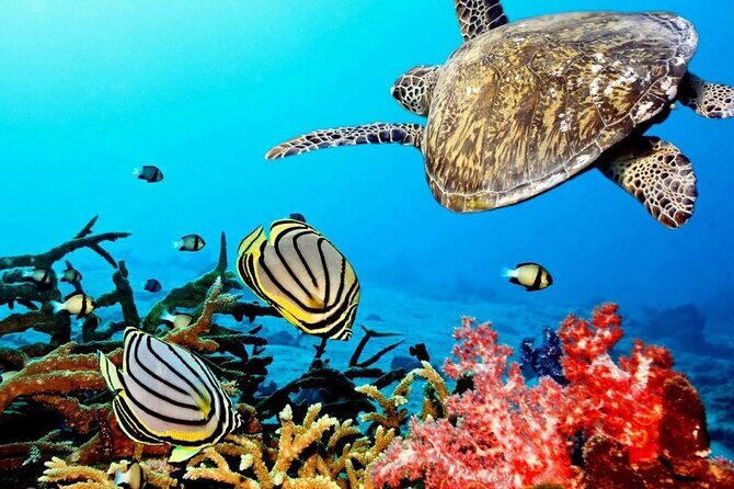 Key Largo Coral Reef Park and Sunset Celebration - Price & Value Analysis