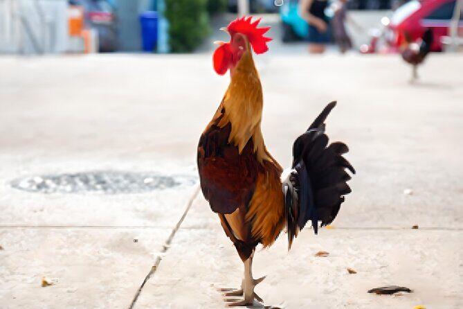 Key West: The Conch Republic Come Alive - Exploring the Historic Heart of Key West