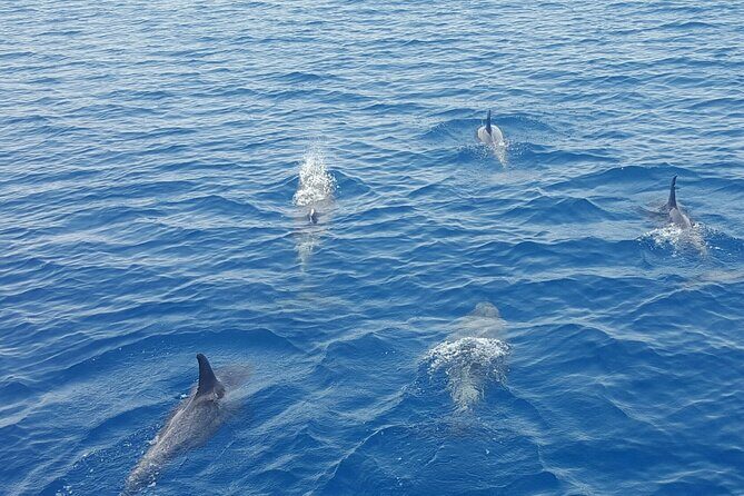 Key West's Favorite Afternoon Dolphin Sail - The Itinerary and What Makes It Special