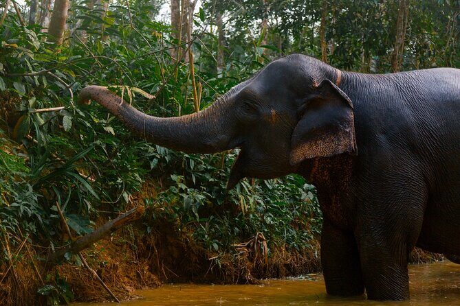 Khao Lak Elephant Sanctuary Full Day Small Group Tour - Practical Details and Tips