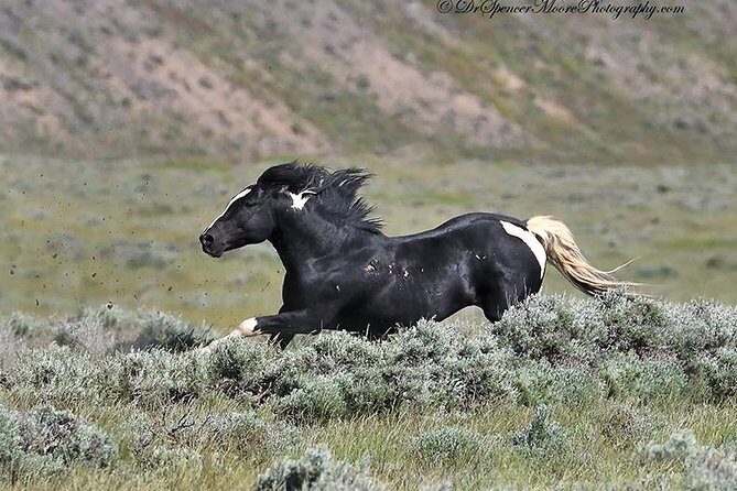 Kicking Red Canyon Wild Mustang Bus Tour Deals 8am Daily - What the Reviews Say—Authentic Perspectives