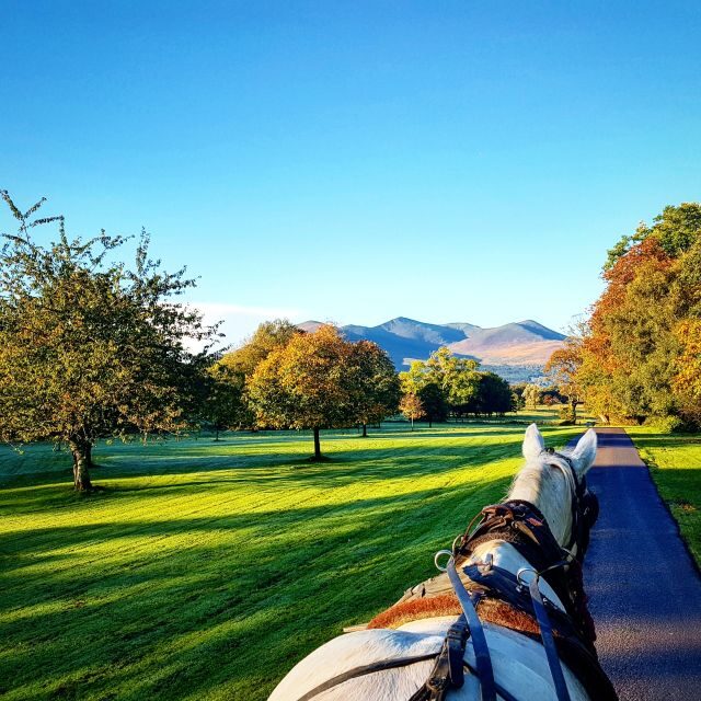 Killarney: 1-Hour Jaunting Car Horse and Carriage Tour - The Experience of the Guide and the Horse