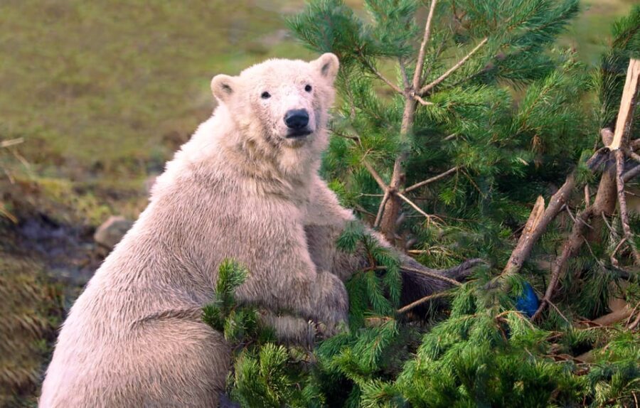 Kingussie: Highland Wildlife Park Entry Ticket - What to Expect at Highland Wildlife Park