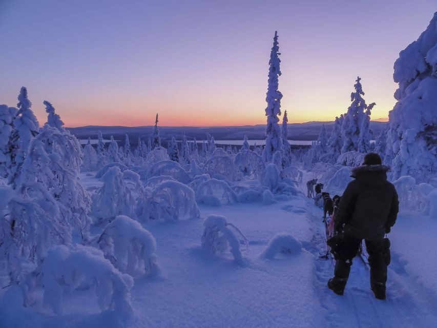 Kiruna: Guided Afternoon Drive Your Own Dog Sled Tour - Why This Tour Offers Great Value