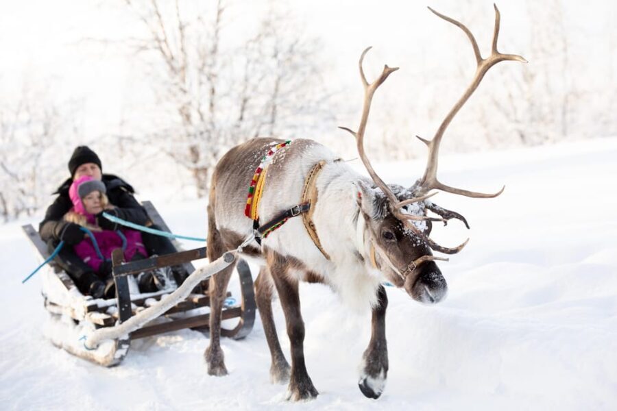 KIRUNA: Sami Reindeer Experience - The Value of the Experience