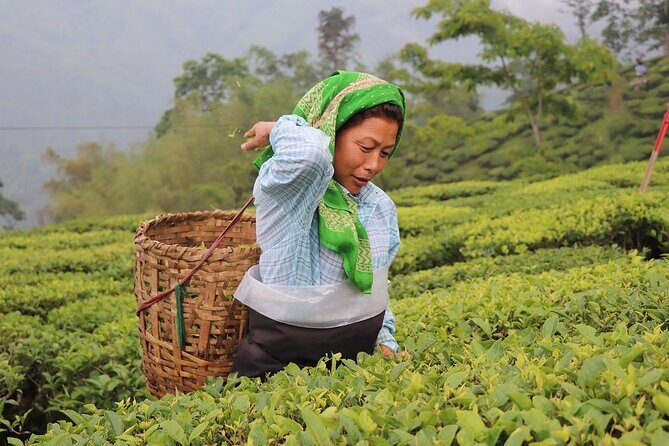 Kolkata Darjeeling Gangtok Tour - Transportation and Guide Experience