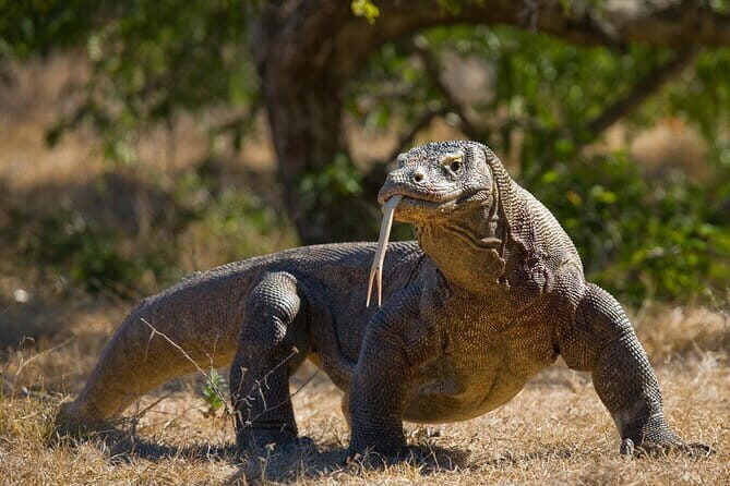 Komodo Island Adventure from Bali (Day Trip) - Whats Included and What’s Not