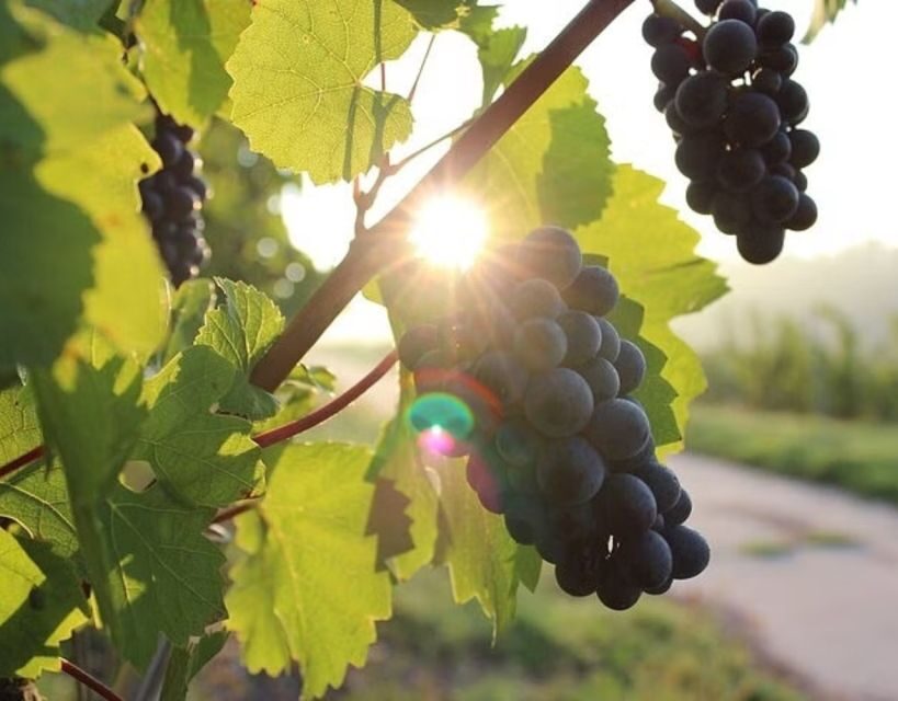 Korcula and Peljesac with Wine Tasting Private Day Trip from - Peljesac Peninsula: A Wine Country with Layers
