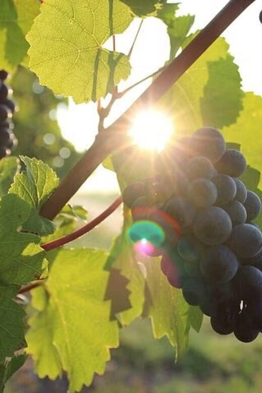 Korcula & Peljesac Wine Tasting Group Tour from Dubrovnik - Why This Tour Works Well