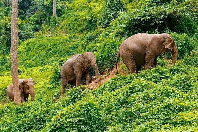 Krabi Immersive Elephant Sanctuary Experience - The Real Value of This Tour