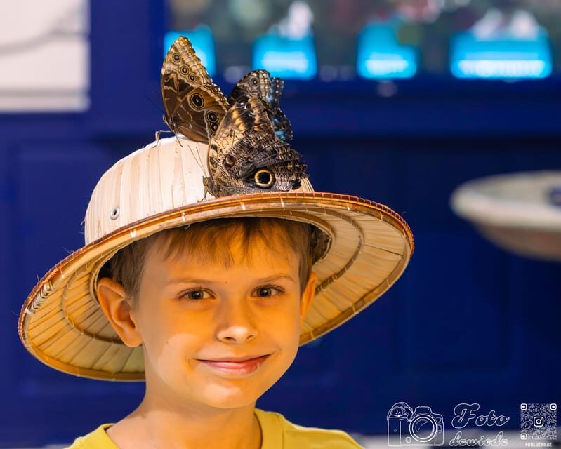 Krakow: Living Butterflies Museum ''House Of Attractions'' - What Youll Love About Visiting