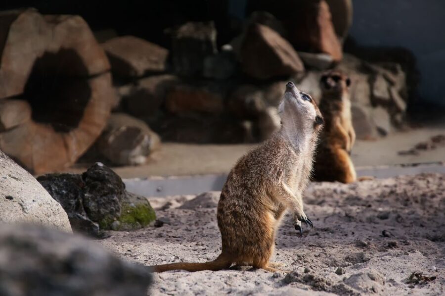 Krakow: Zoo Tour with Private Transport and Tickets - How Does the Price Reflect the Value?