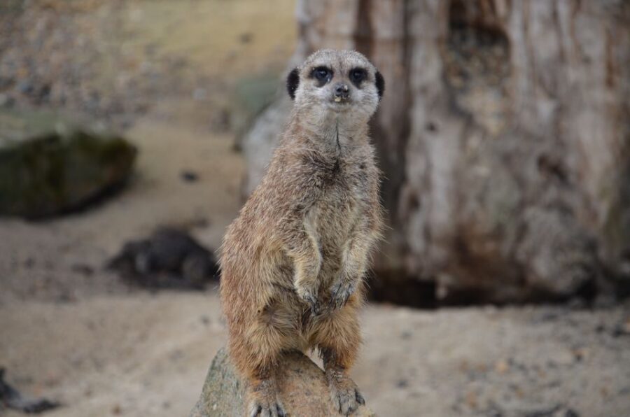 Krakow: Zoo with Hotel Pickup - Transportation and Comfort