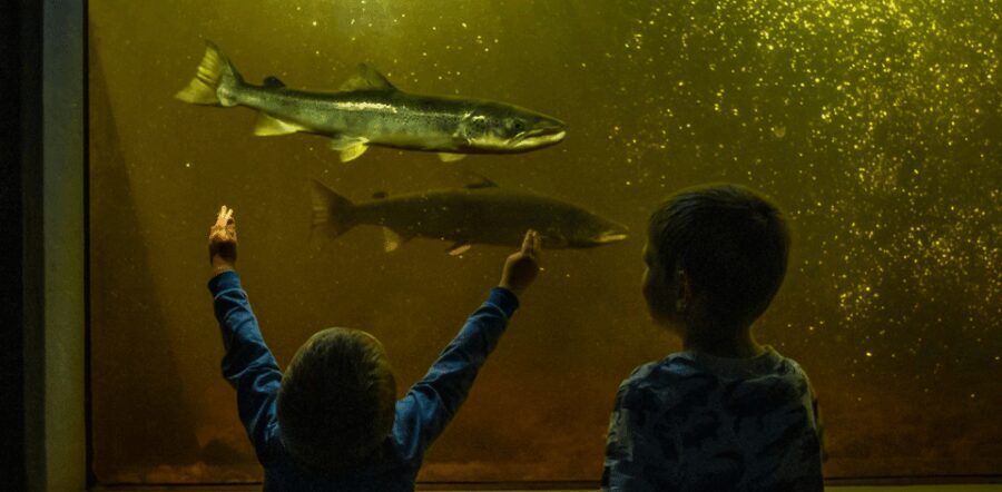 Kristiansand: Wild Salmon Center Guided Tour with Bus Ride - Practical Details and Tips