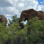 Kruger National Park: 4-Day Ultimate Safari Tour - What’s Included & What’s Not