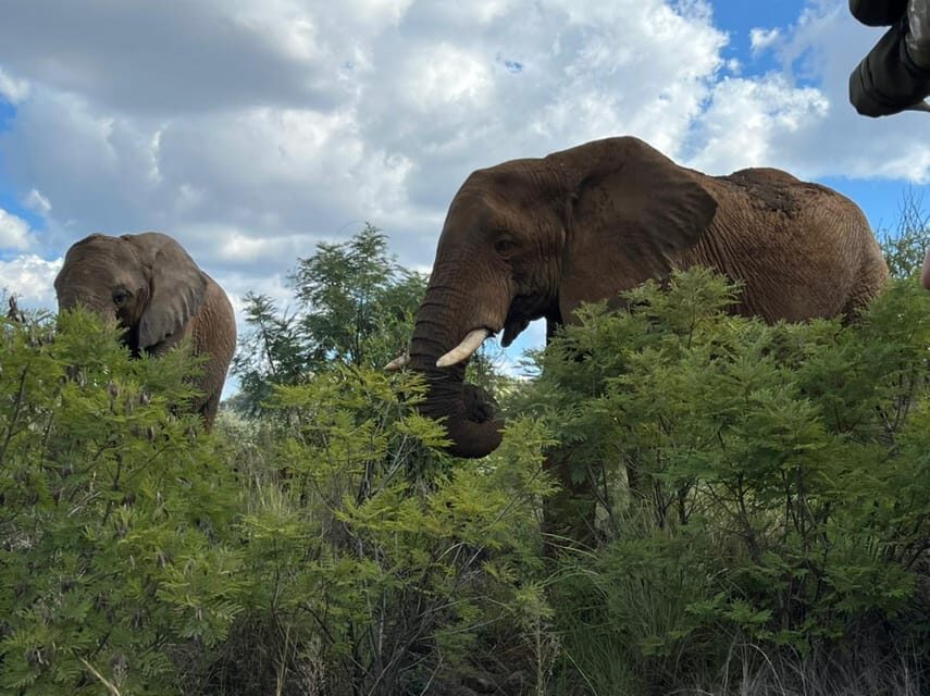 Kruger National Park: 4-Day Ultimate Safari Tour - What’s Included & What’s Not
