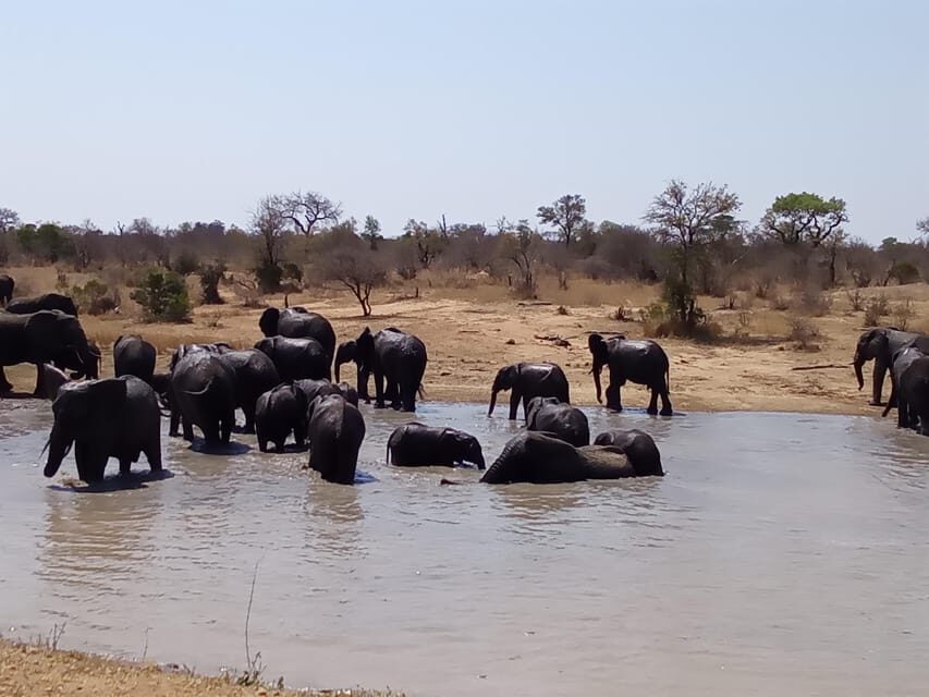 Kruger Park Full Day Guided Safari - The Experience in Detail