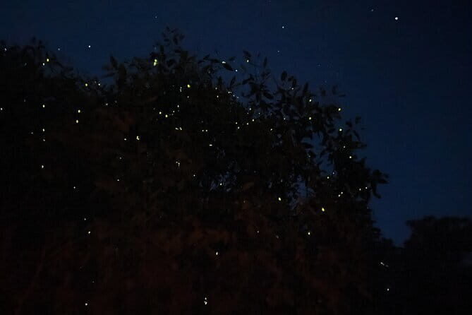Kuala Selangor Fireflies and Blue Tears Tour with Dinner (SIC) - Why This Tour Is a Good Deal