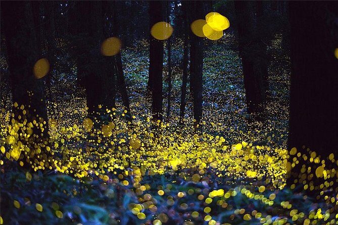 Kuala Selangor Fireflies & Nature Escape  From Kuala Lumpur - A Balanced Look at the Kuala Selangor Fireflies & Nature Escape