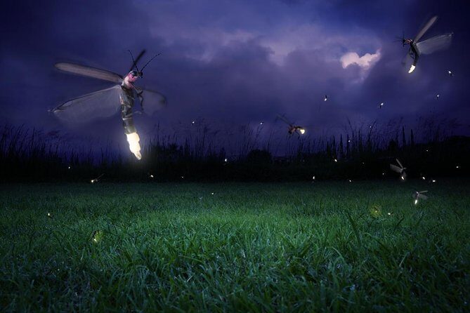 Kuala Selangor Fireflies Tour from Kuala Lumpur - Who Should Consider This Tour?