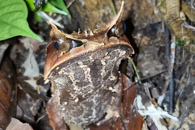 Kubah's Nocturnal Wonders Nighttime Frog Safari - An In-Depth Look at the Night Safari Experience