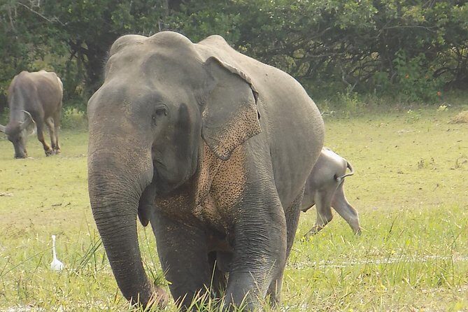 Kumana National Park Wildlife Safari - Authentic Traveler Perspectives