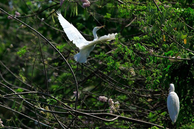 Kumarakom Explore Backwaters & Birds at Coconut Lagoon Pick&Drop - Who Will Love This Tour?
