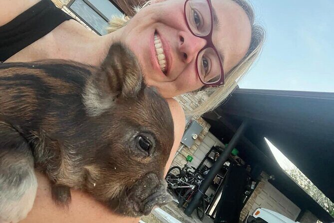 KuneKune Pig Farm Tour - Is This Tour Worth It?