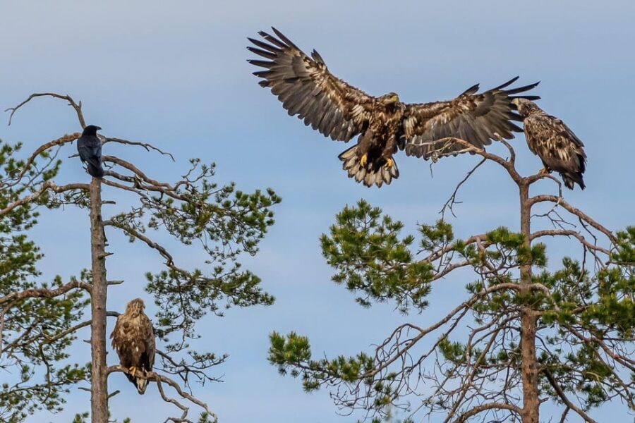 Kuusamo: Bear watching evening - The Itinerary: What to Expect from Start to Finish