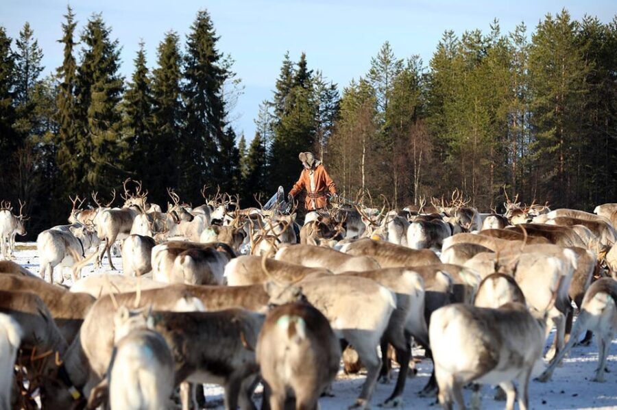 Kuusamo: Morning Feeding of Hundreds of Reindeer - Authentic, Educational, and Scenic: Who Will Love This Tour?