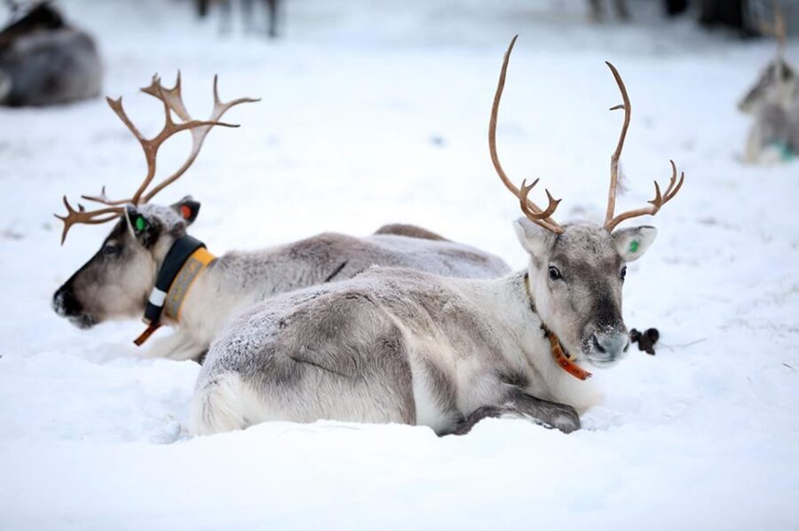 Kuusamo: Reindeer Farm Visit - What to Expect from the Reindeer Farm Visit