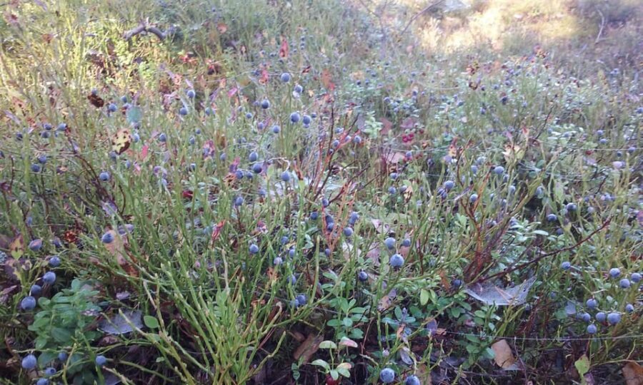Lahti: Guided Nature Walk The Heart of The Swamp - Practical Details and Value