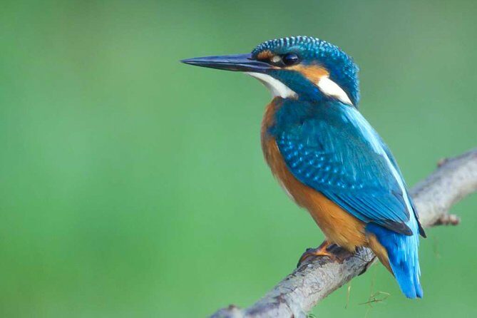 Lahugala Kitulana National Park Safari with Naturalist - The Itinerary: What to Expect