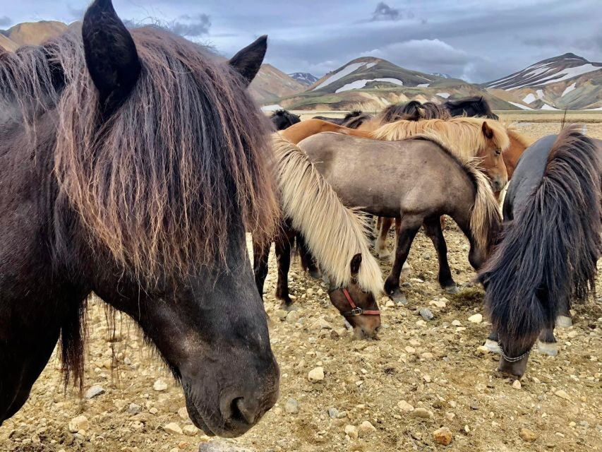 Landmannalaugar Jeep Tour - The Landmannalaugar Jeep Tour: What You Can Expect
