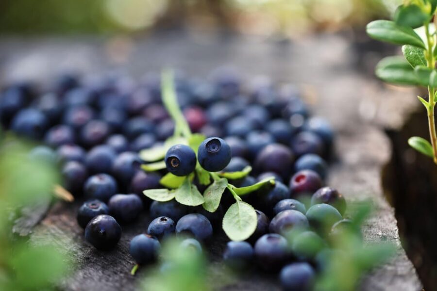 Lapland Cooking Workshop - Why This Tour Is Worth Considering