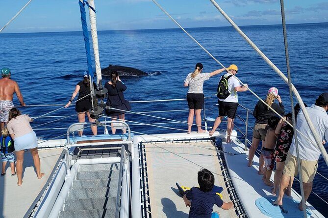 Late Morning Whale Watch Cruise from A'bay - Who Is This Tour Best For?