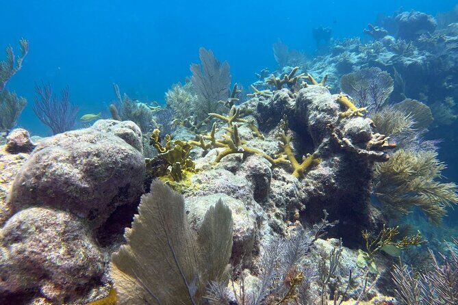 Let it Ride Charters-Private Fishing / Snorkel Combo Key Largo FL - Why Travelers Love This Experience