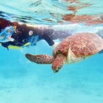 Let's swim with sea turtles in Yakushima!Snorkeling Tour - FAQ