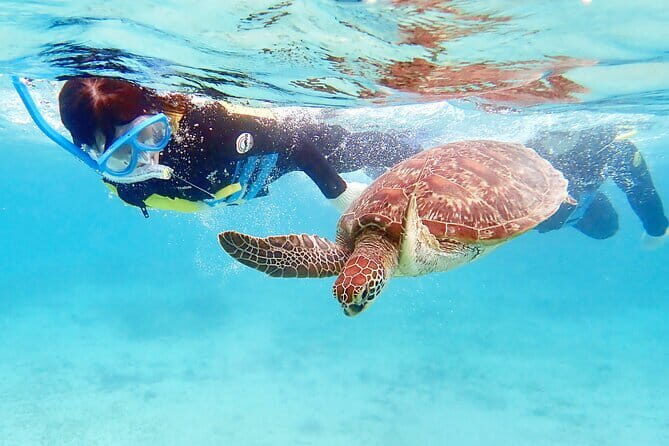 Let's swim with sea turtles in Yakushima!Snorkeling Tour - FAQ