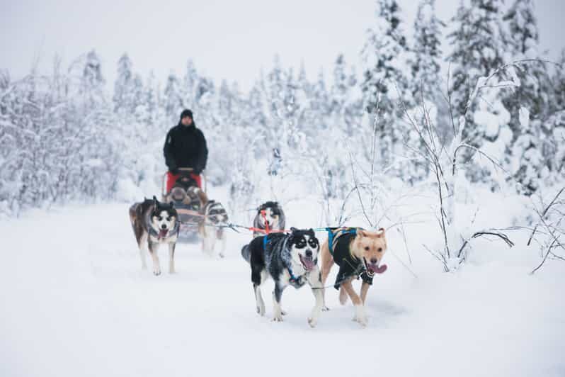 Levi: 15-Kilometres Self-Driving Husky Tour - What the Reviews Say