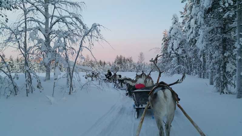 Levi: 3km Reindeer Sleigh Ride in the forest at night - Safety and Preparation in Levi