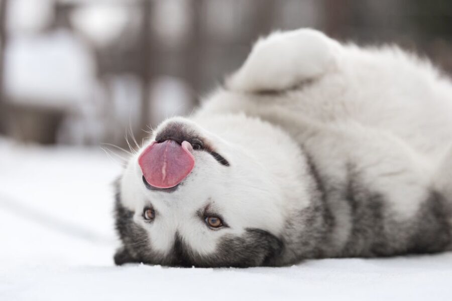 Levi: 7 km Self-Drive Husky Sledding Adventure - What to Expect from the Husky Sledding Adventure