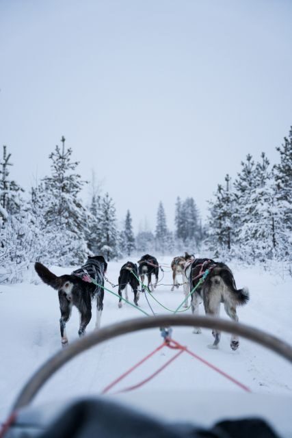 Levi: Evening Husky Sled Ride under the Northern Lights - The Itinerary: What to Expect at Each Step