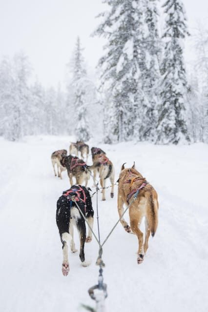 Levi: Guide-driven Husky Safari - Transportation and Group Size