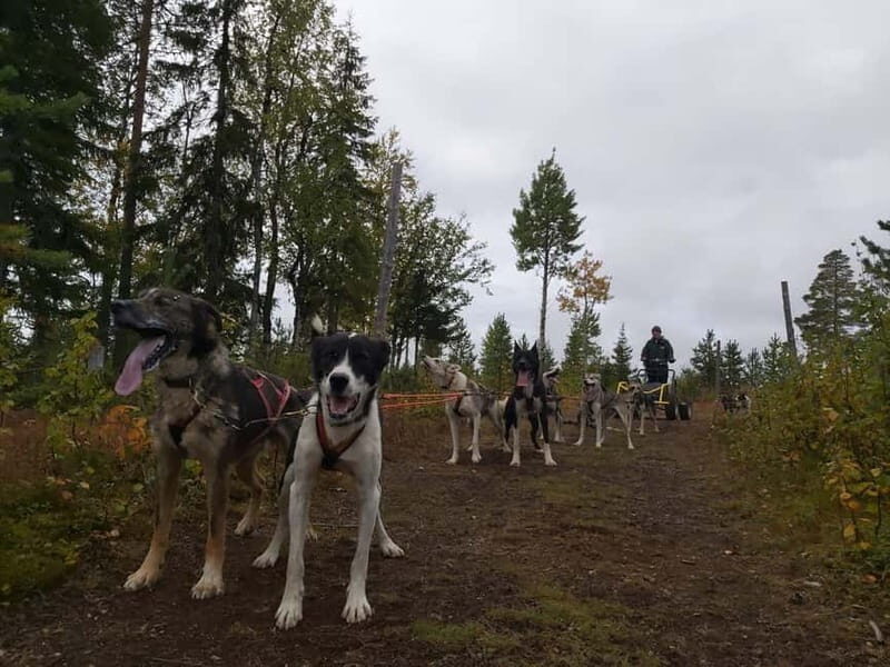 Levi: Husky cart tour- Midnight Sun & Autumn Northern Lights - Who Should Consider This Tour?