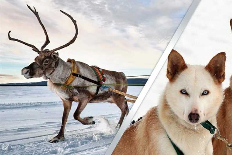 Levi: Lapland Reindeer and Husky Safari - Final Thoughts: Is This Tour Worth It?