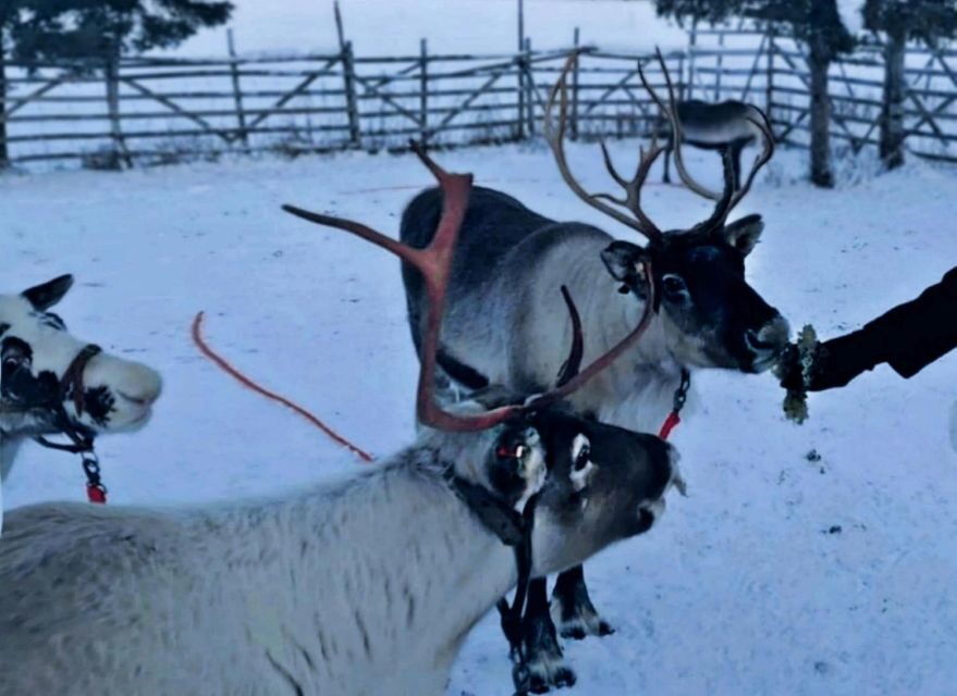 Levi: Lapland Reindeer Safari - Authenticity and Value