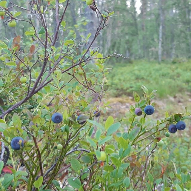 Levi: Nature Walk with Birds, Animals, and Plants - The Verdict: Is This Tour Right for You?